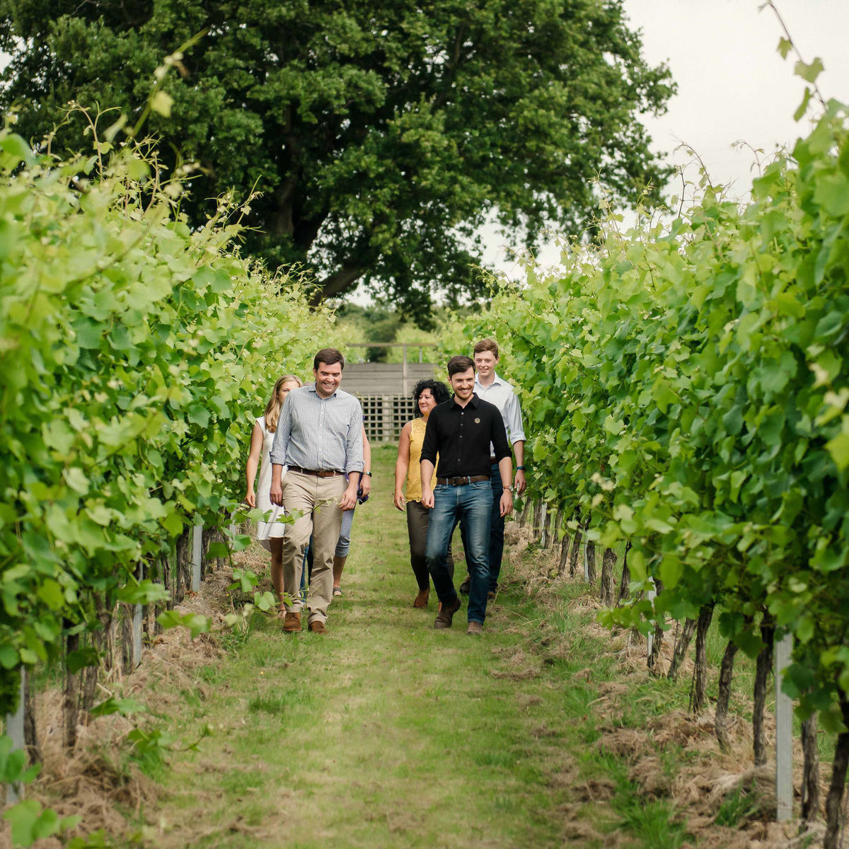 Vineyard Tour for Four | Gusbourne Fine English Wines