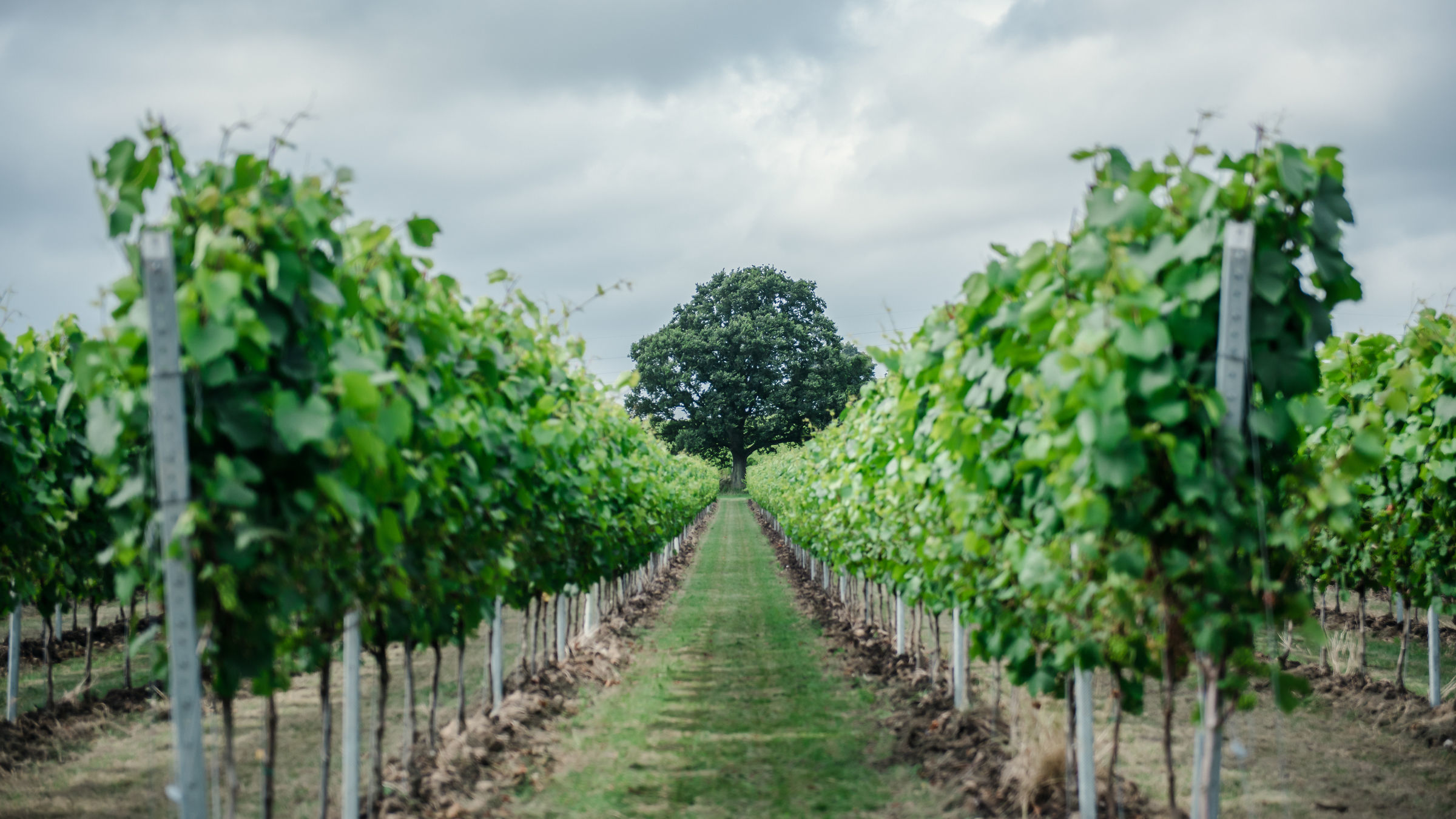 Watch CEO Charlie Holland and CFO | Gusbourne Fine English Wines