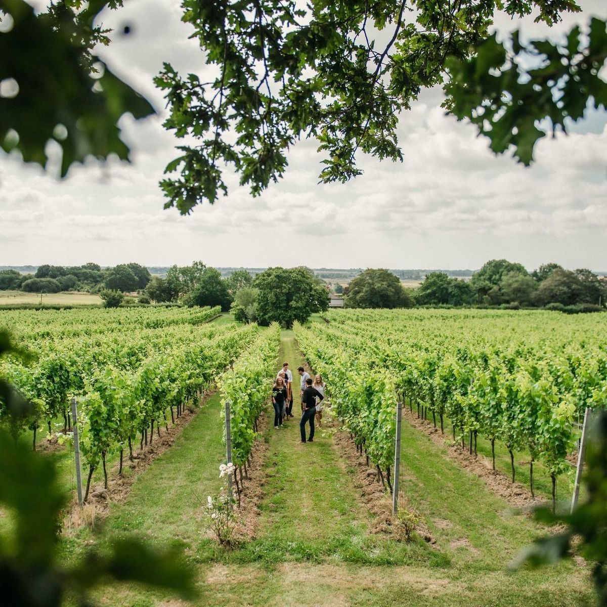 The Nest at Gusbourne | Classic Vineyard Tour and Tasting