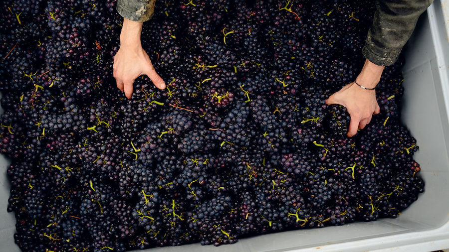 The Nest at Gusbourne | Visit Our Vineyard in Kent